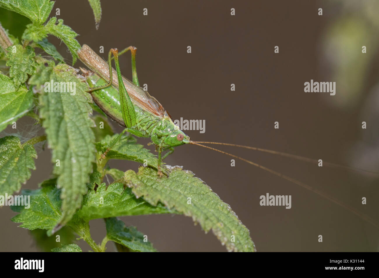 Male Long-winged Conehead (Conocephalus discolour) singing from a ...