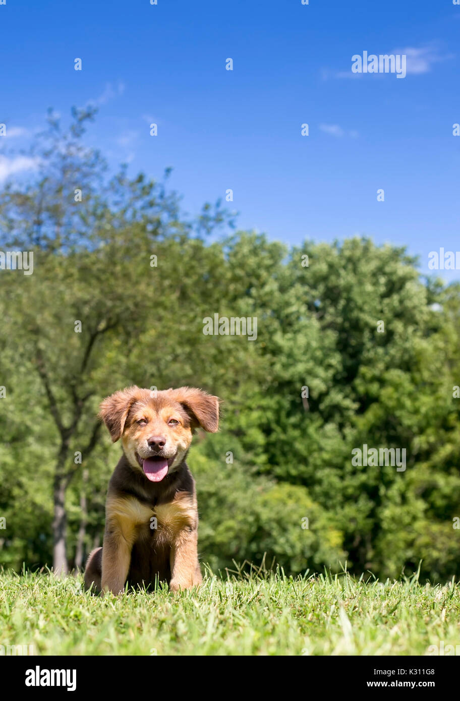Fuzzy mixed breed puppy in an outdoor setting Stock Photo - Alamy