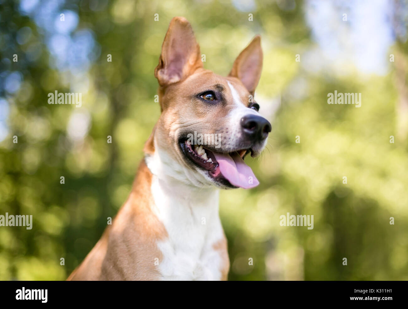 Outdoor portrait of a red and white mixed breed dog Stock Photo - Alamy