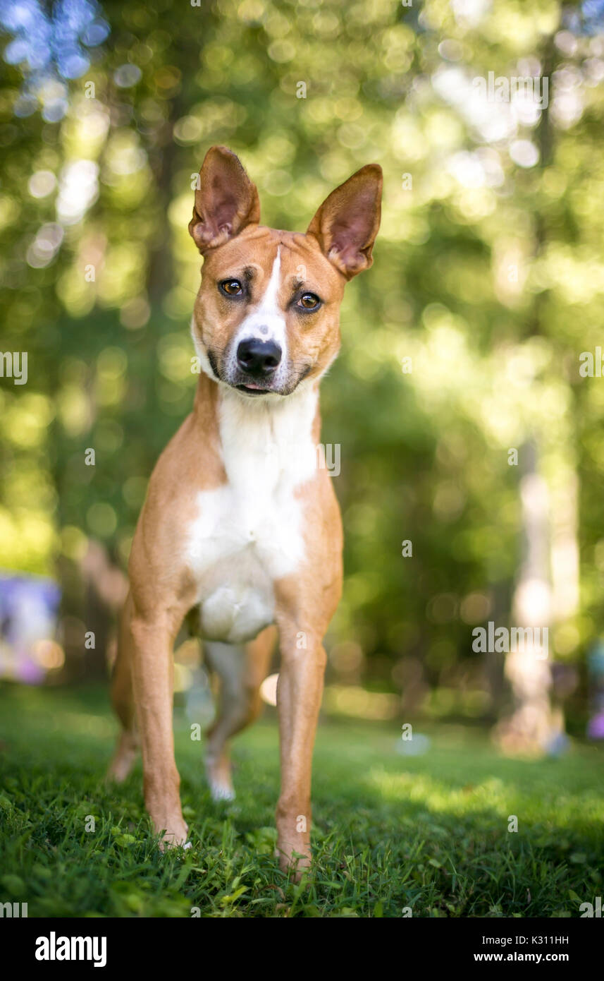 Outdoor portrait of a red and white mixed breed dog Stock Photo - Alamy
