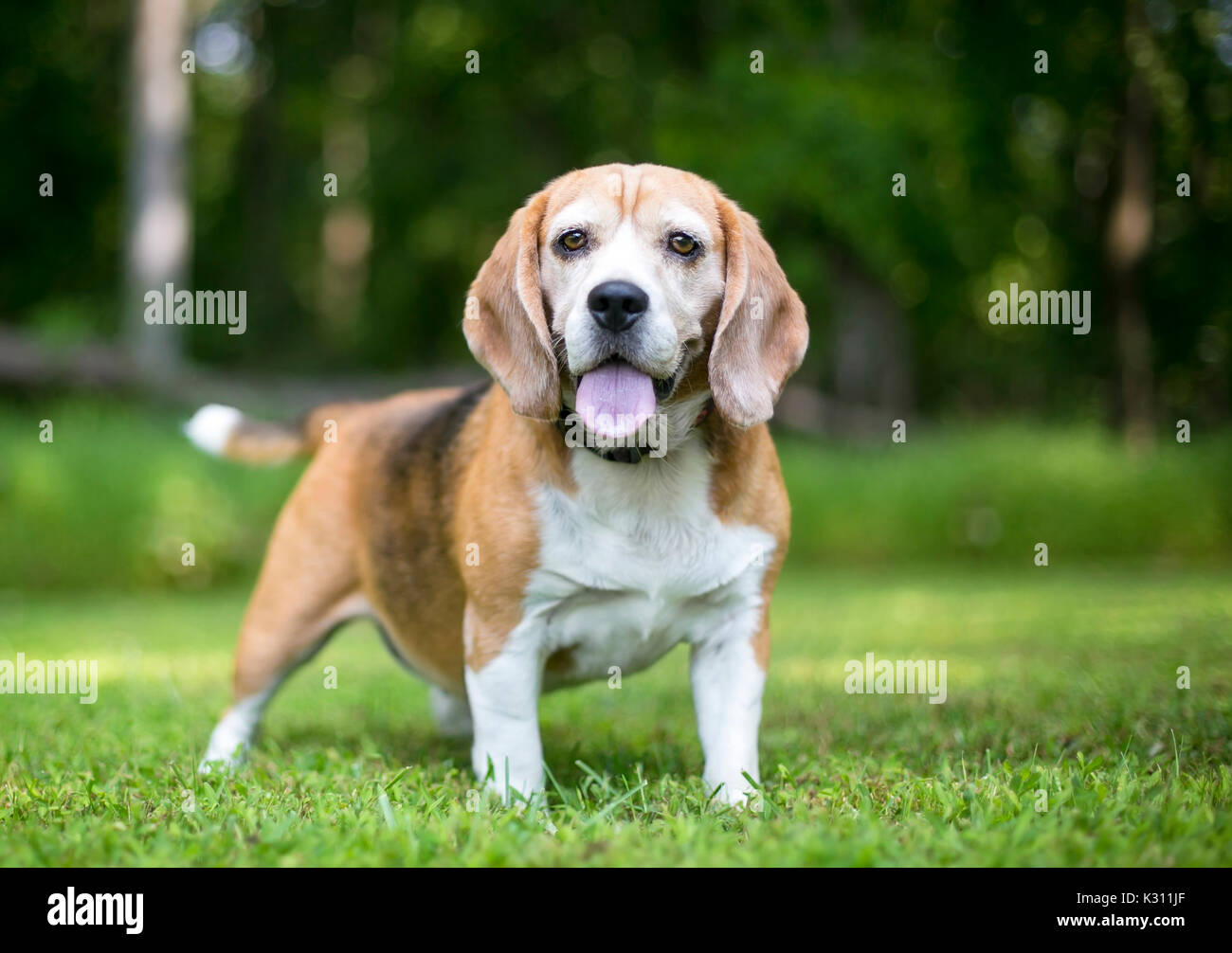 Purebred beagle dog hi-res stock photography and images - Alamy