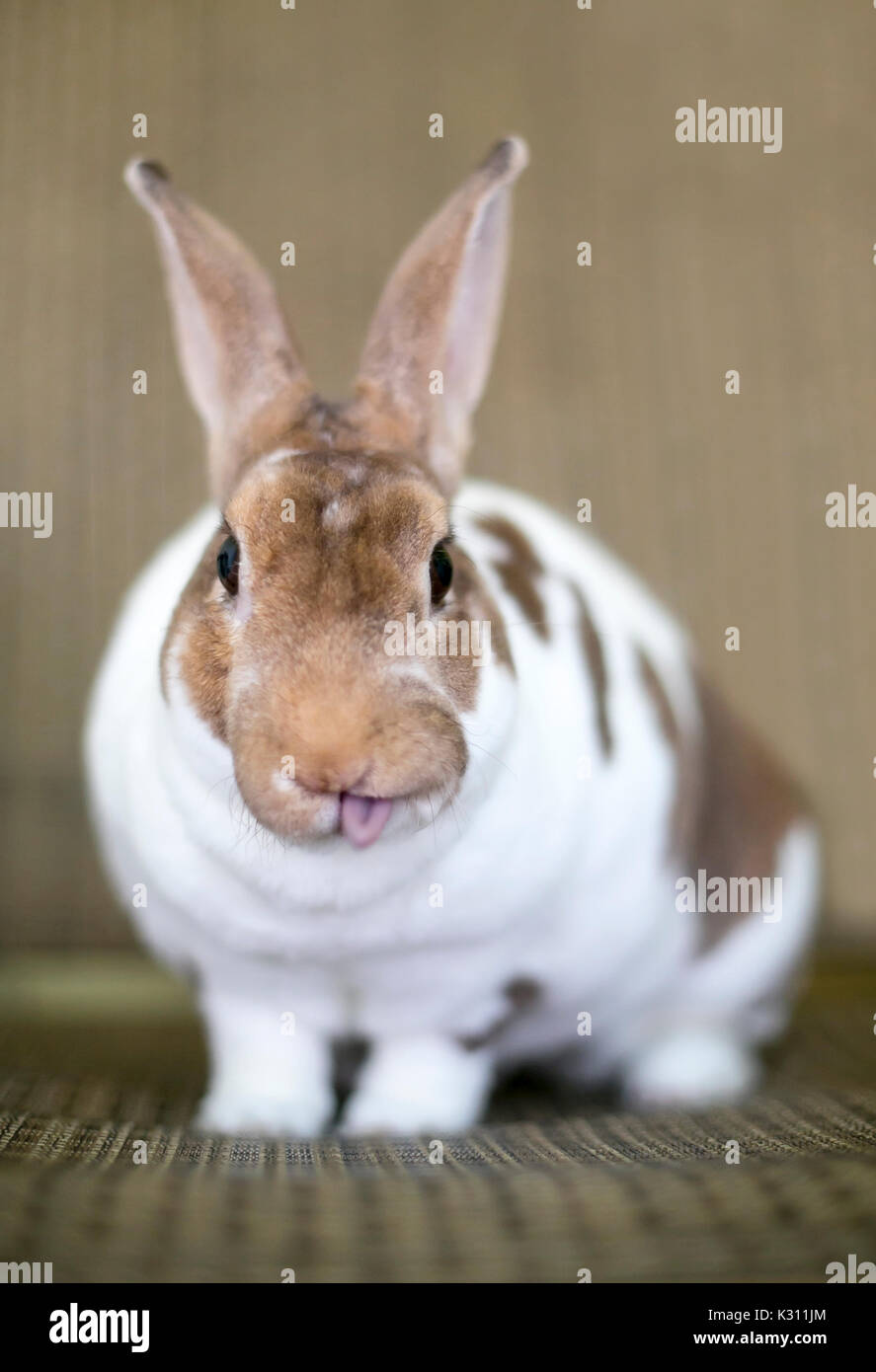 Broken Opal Mini Rex