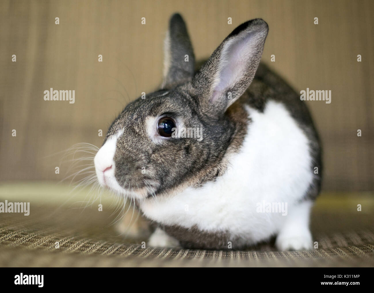 Rabbit breed hi-res stock photography and images - Alamy