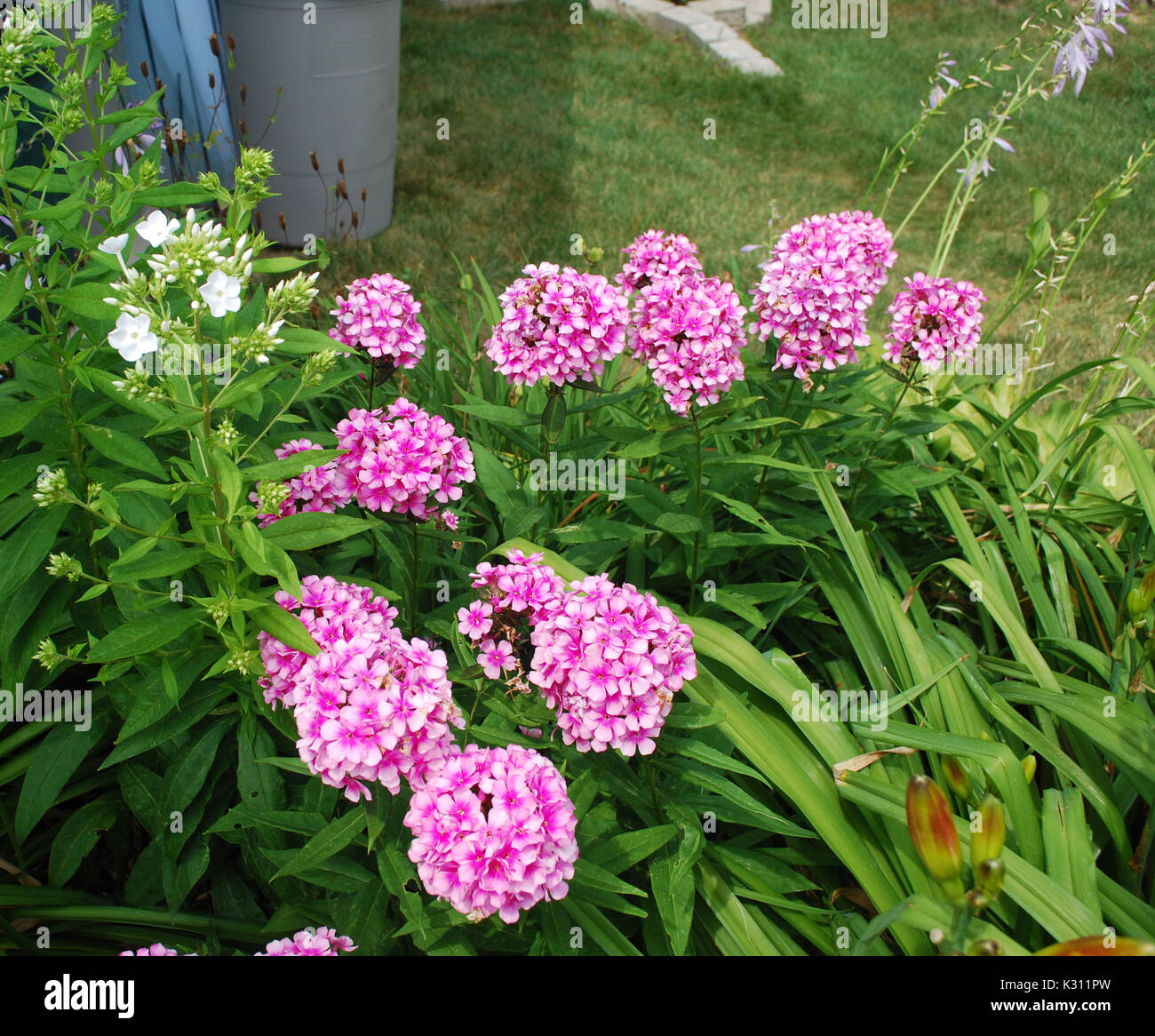 A group of pink flowers in the garden Stock Photo - Alamy