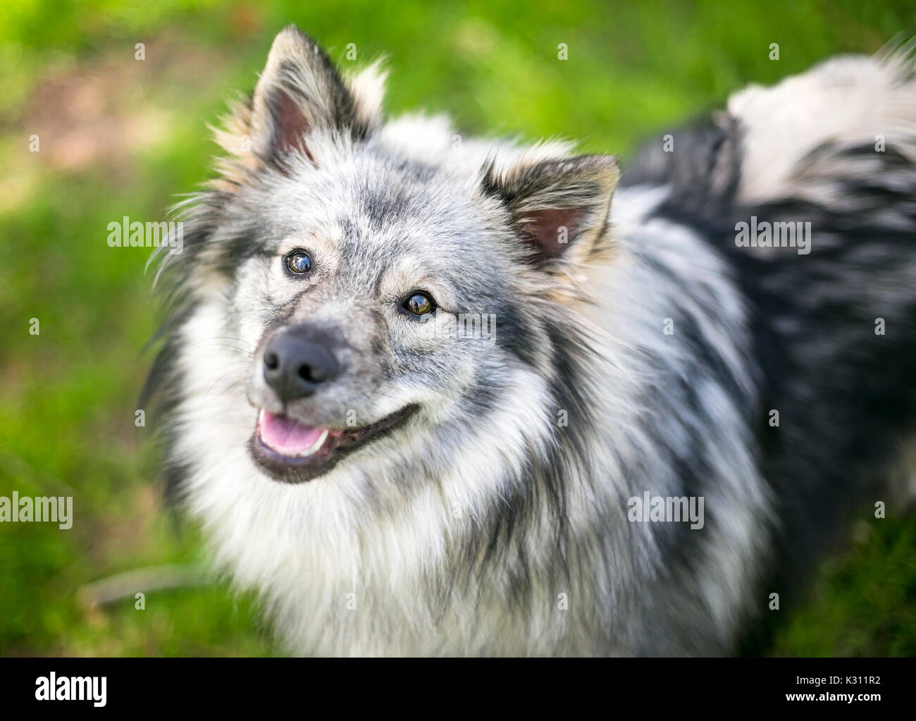 Keeshond hi-res stock photography and images - Alamy
