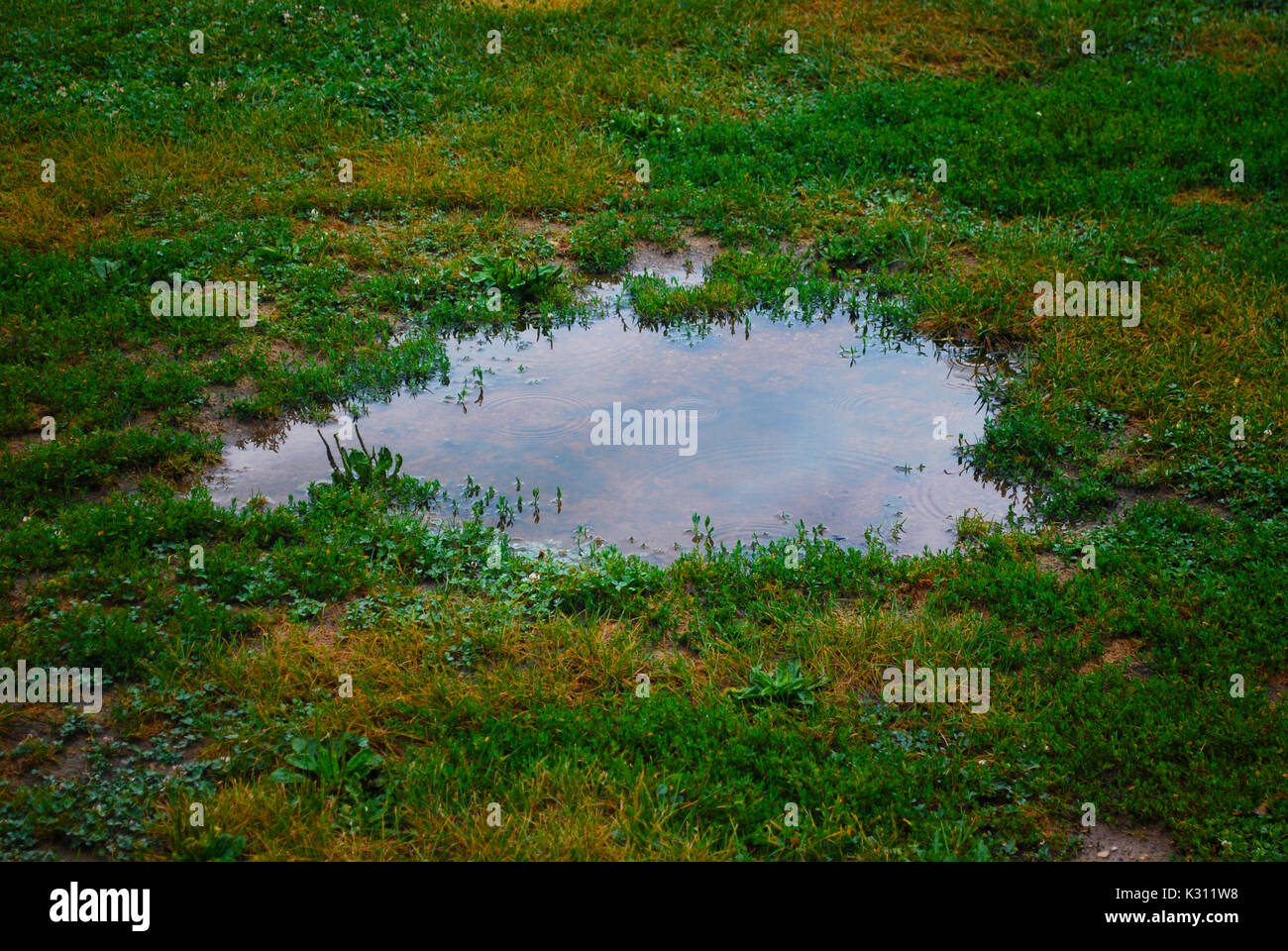 Puddle in the forest Stock Photo - Alamy