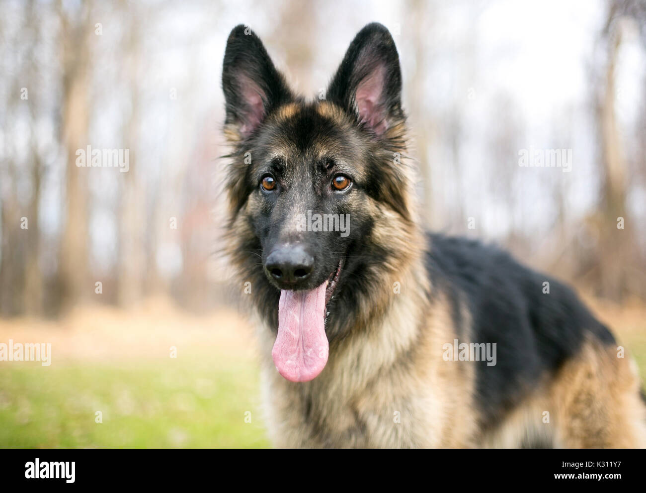 A German Shepherd dog outdoors Stock Photo - Alamy