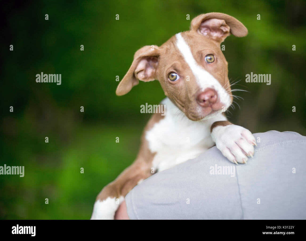 Animals look over shoulder hi-res stock photography and images - Alamy