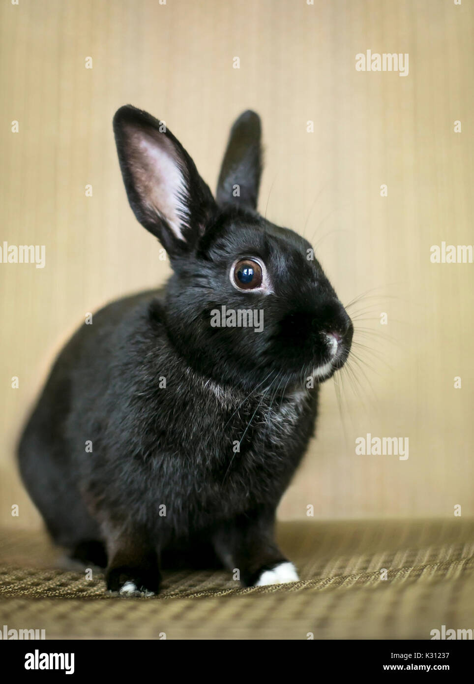 A black domesticated pet rabbit Stock Photo - Alamy