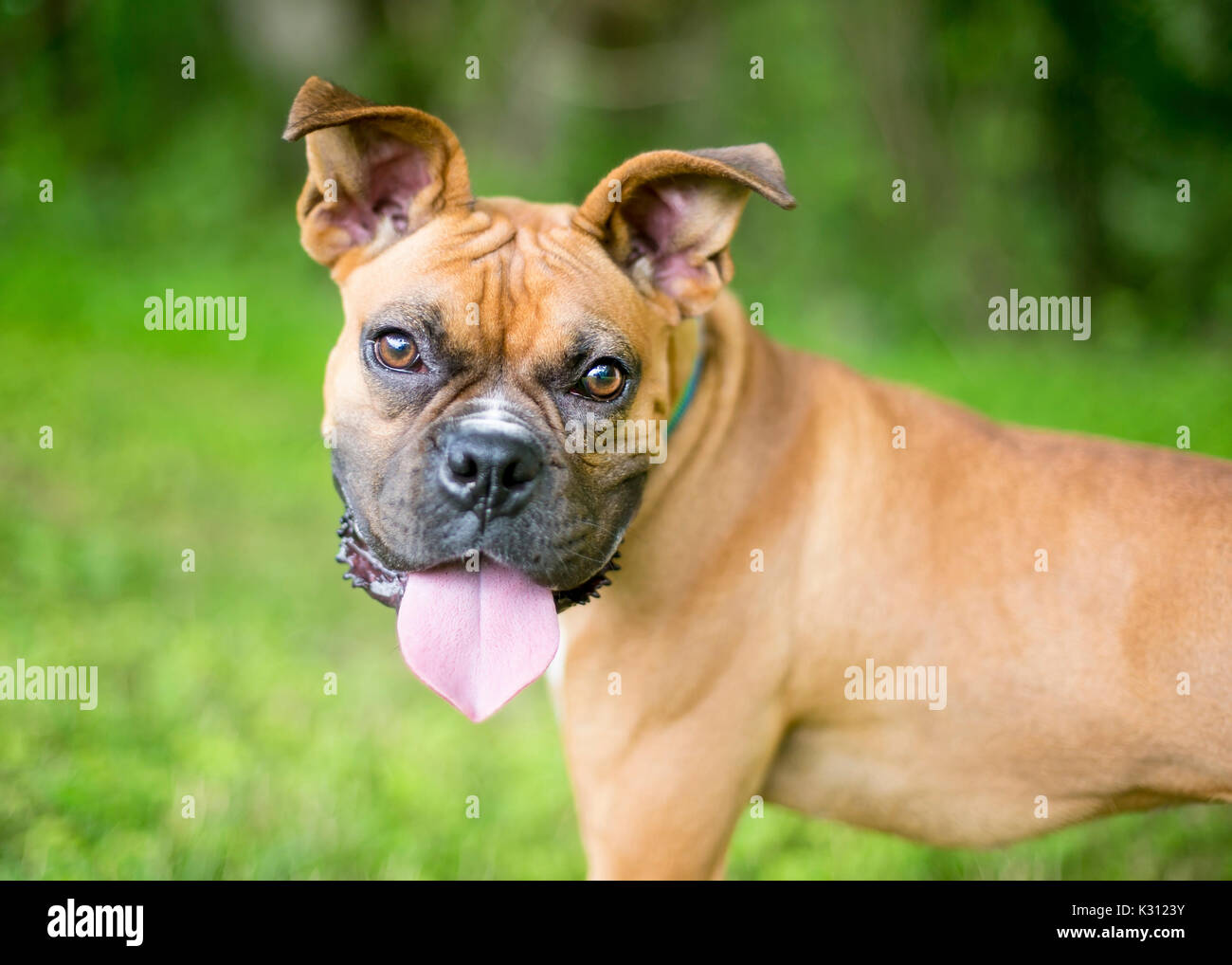 A Boxer mixed breed dog with a happy expression Stock Photo - Alamy