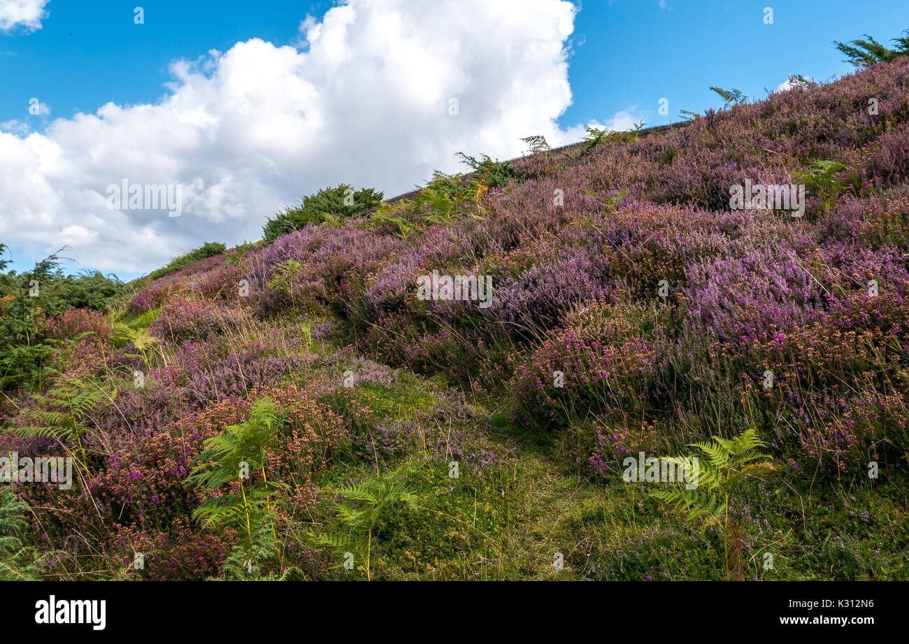 Heather hillside High Resolution Stock Photography and Images - Alamy