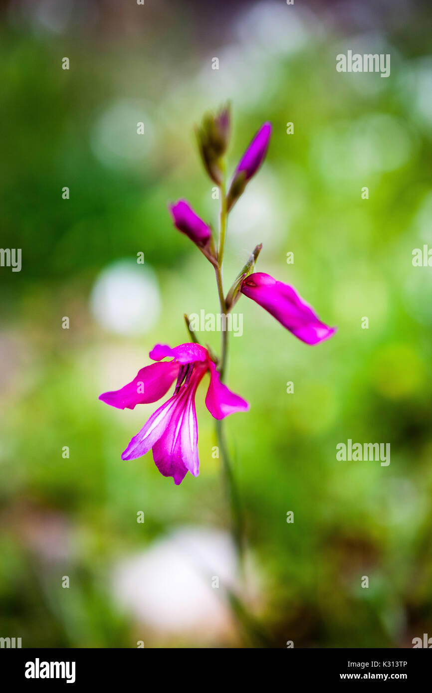 Bellflower family hi-res stock photography and images - Alamy