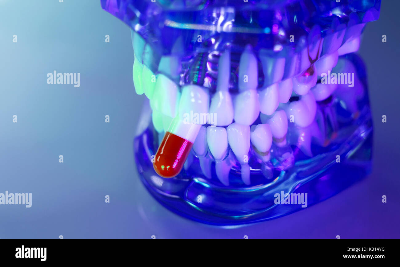 Dental teeth, mouth, gums dentists teaching model showing each tooth ...