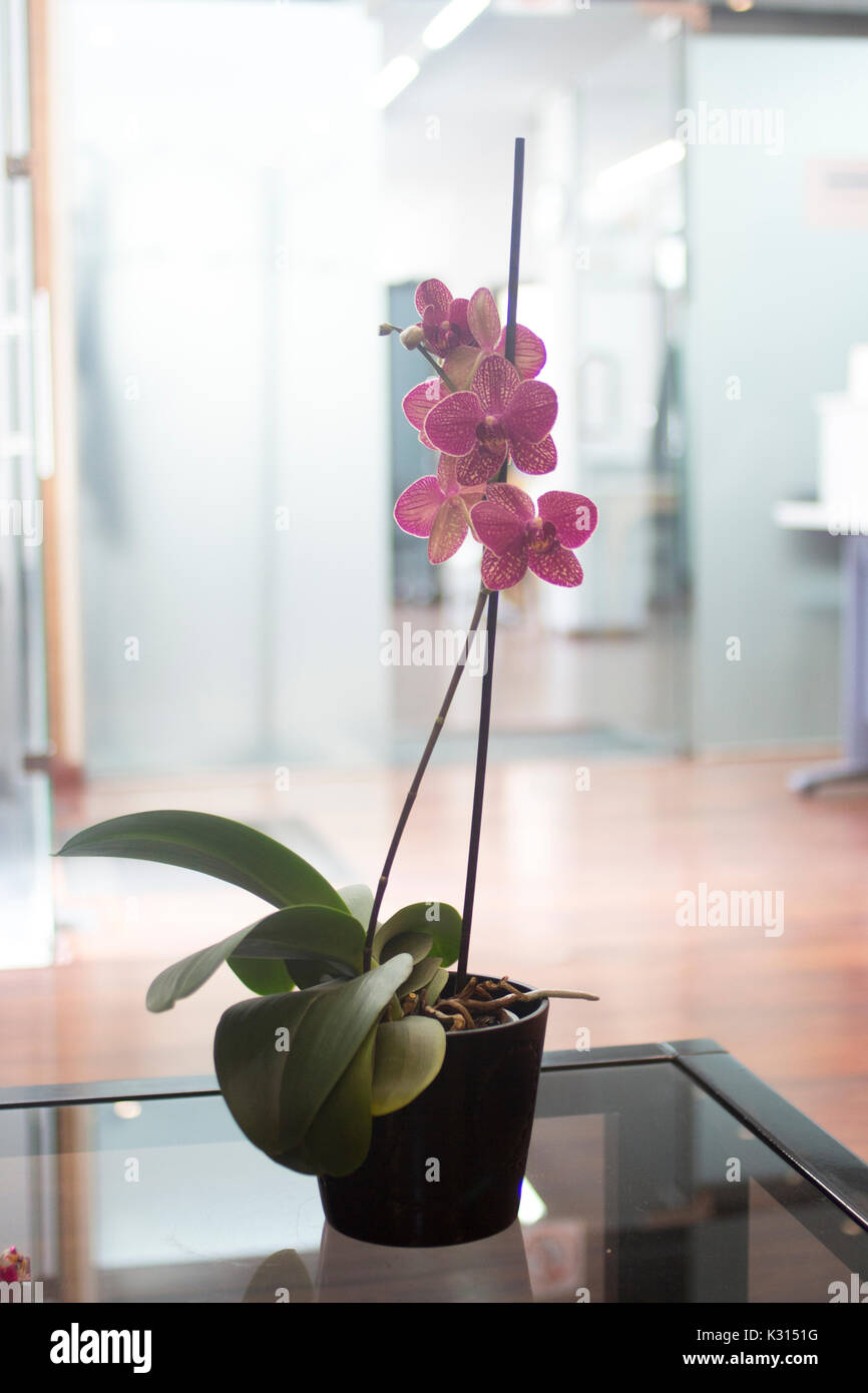Hospital clinic health center reception waiting room, chairs, coffee ...