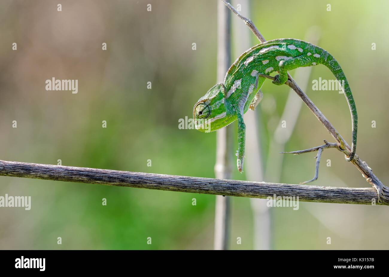 A Mediterranean chameleon stretches and forms an arch as it moves on a ...