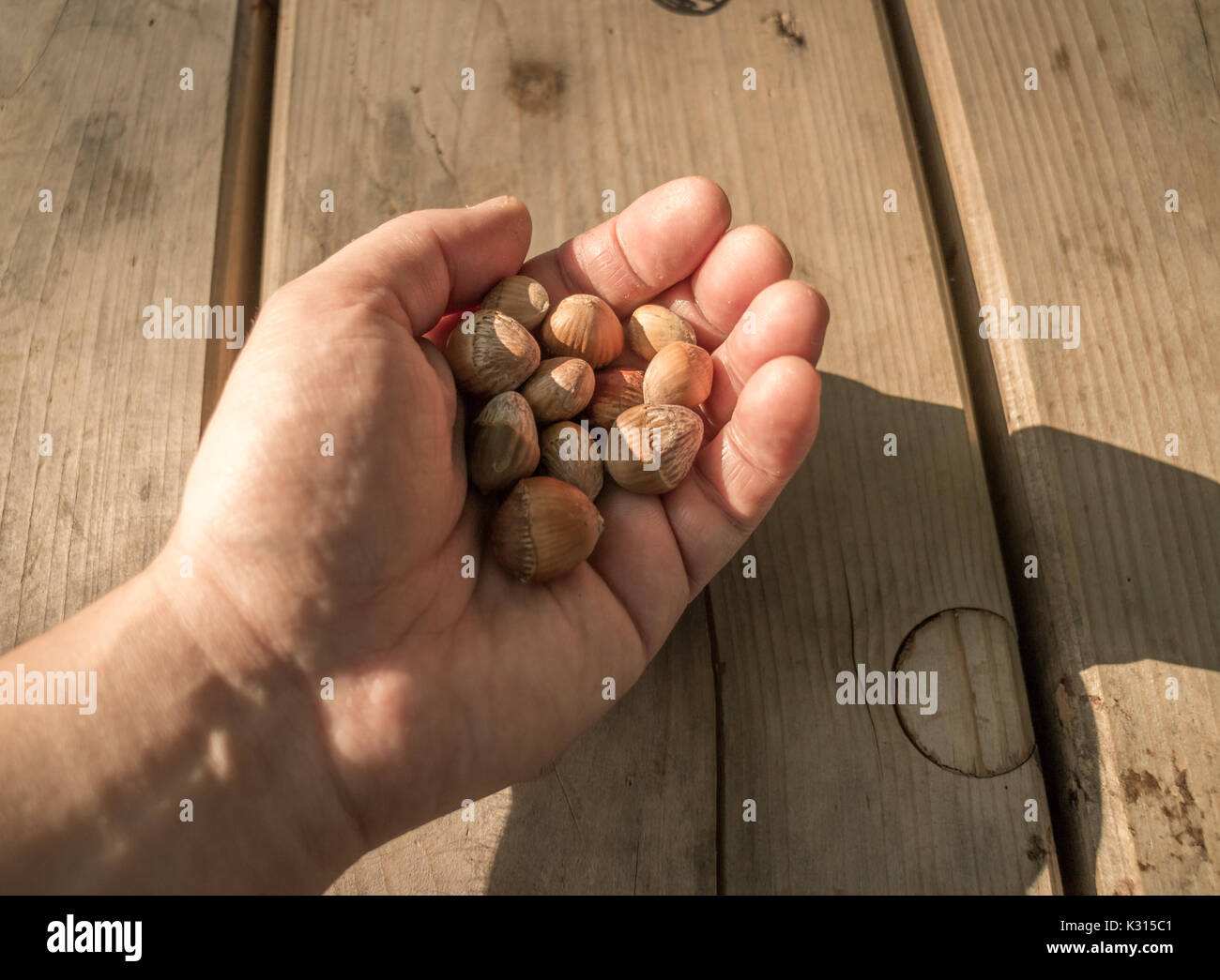 Fresh Hazelnuts in hand, outdoor sunlight Stock Photo - Alamy