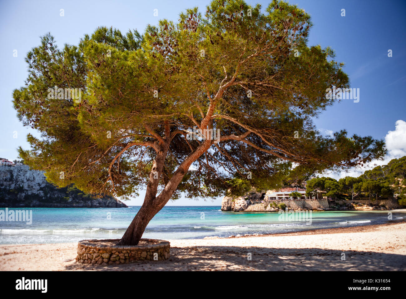 Tree in a beach Stock Photo - Alamy