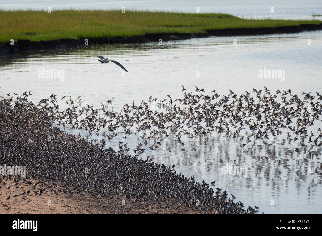 Semipalmated sandpipers migration hi-res stock photography and images ...