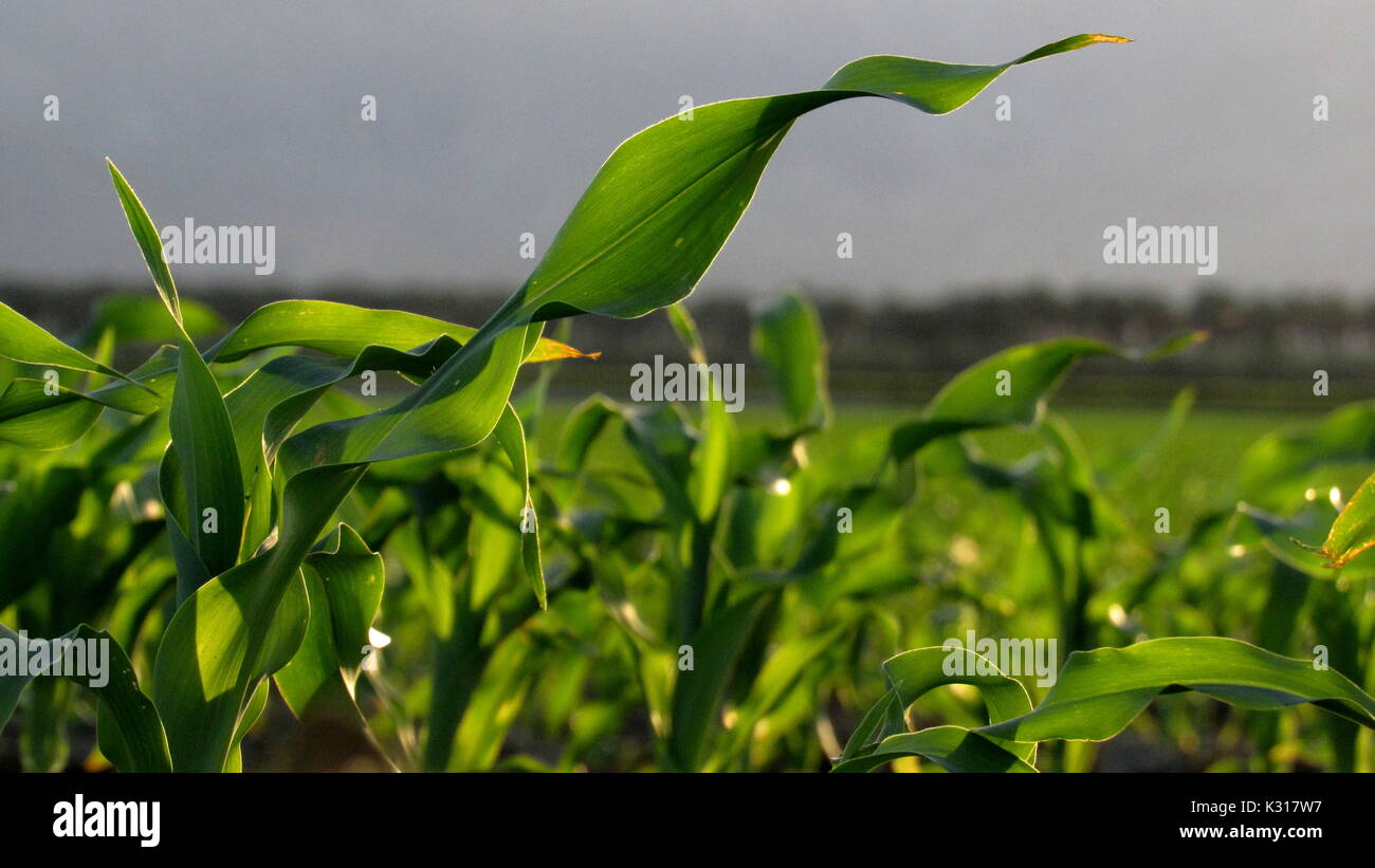 Corn field leaves close up with late sun shining on each corn or maize ...