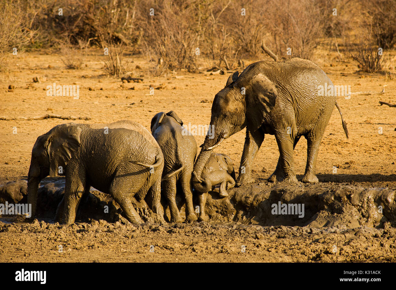 Helping baby elephant hi-res stock photography and images - Alamy