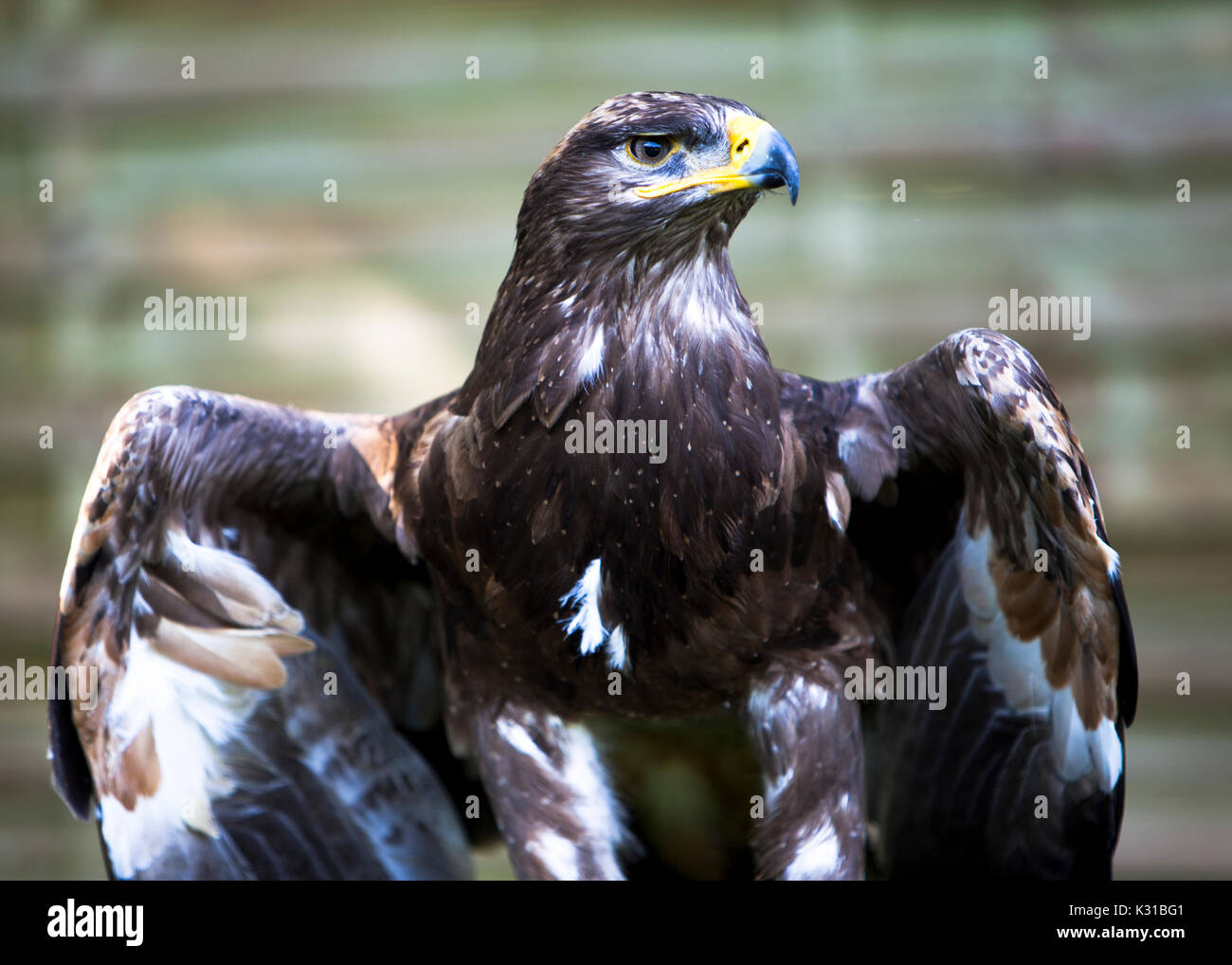 German eagle eagles hi-res stock photography and images - Alamy
