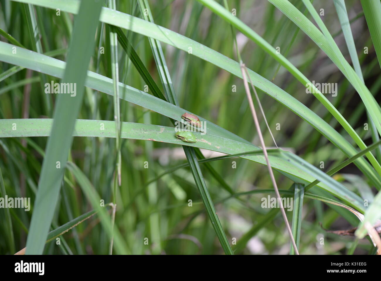 Small frogs hi-res stock photography and images - Alamy