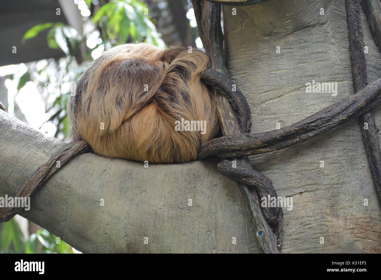 Slow tree hi-res stock photography and images - Alamy