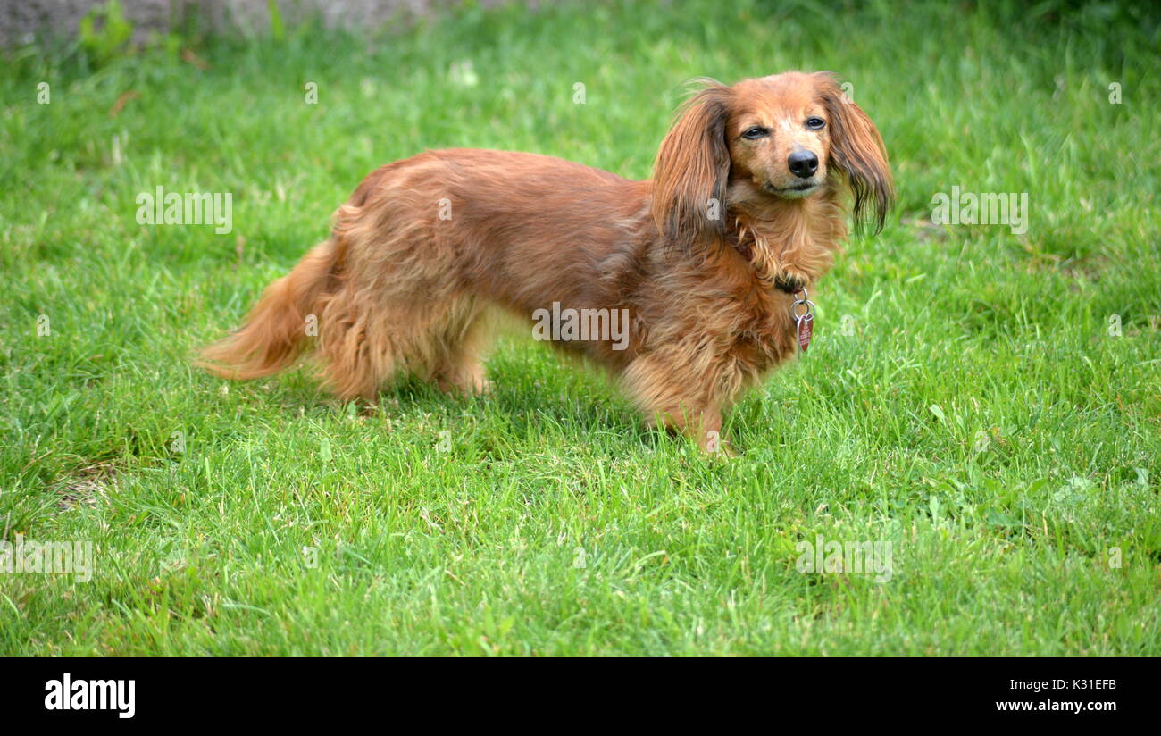 Our dog, Daisy Stock Photo - Alamy