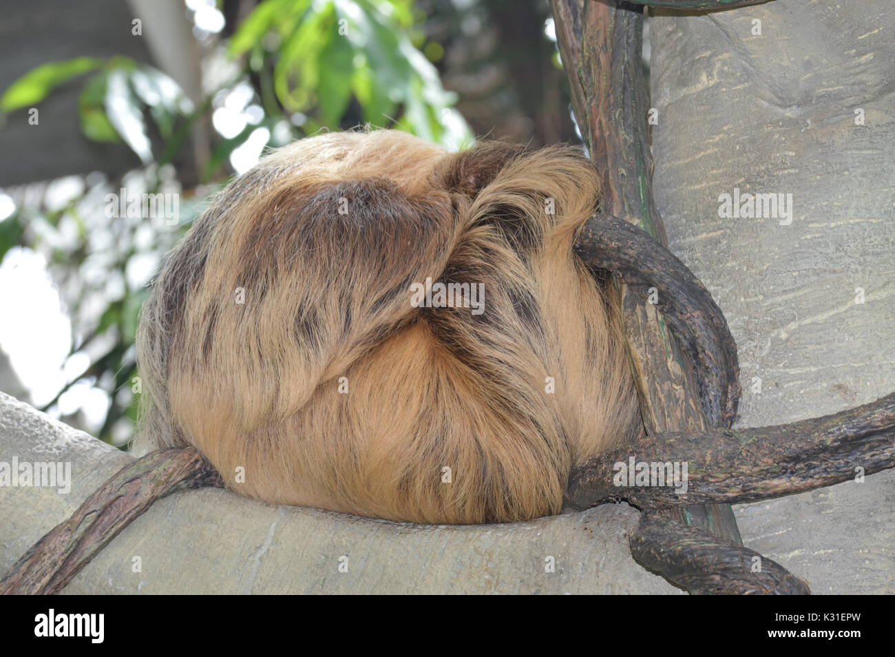 Sloth sleeping tree hi-res stock photography and images - Alamy