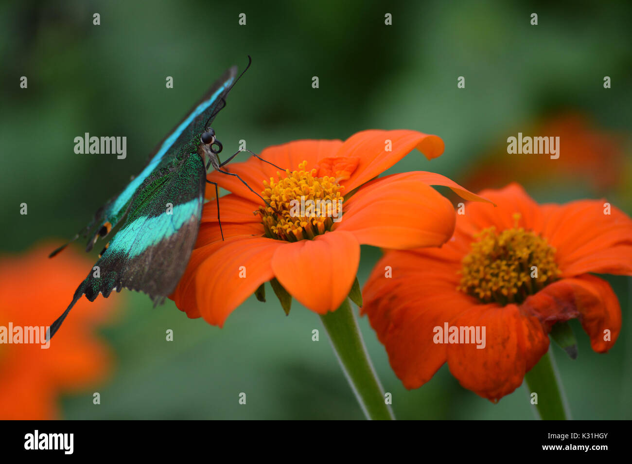 Butterfly in the garden Stock Photo - Alamy