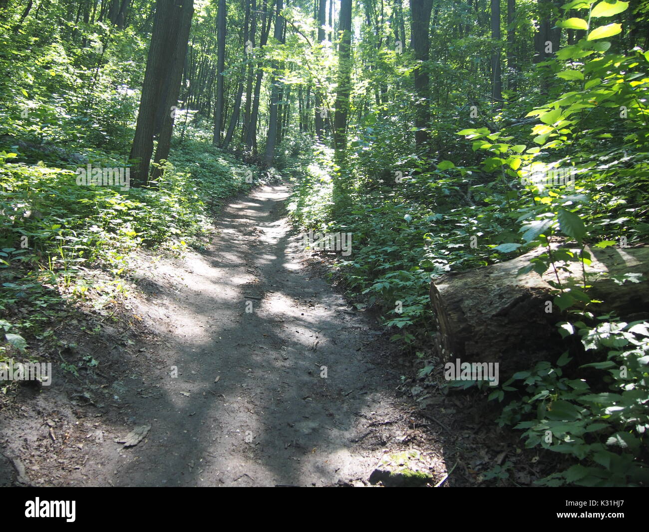 Trail in deciduous forest. Summer walk. Landscape Stock Photo - Alamy