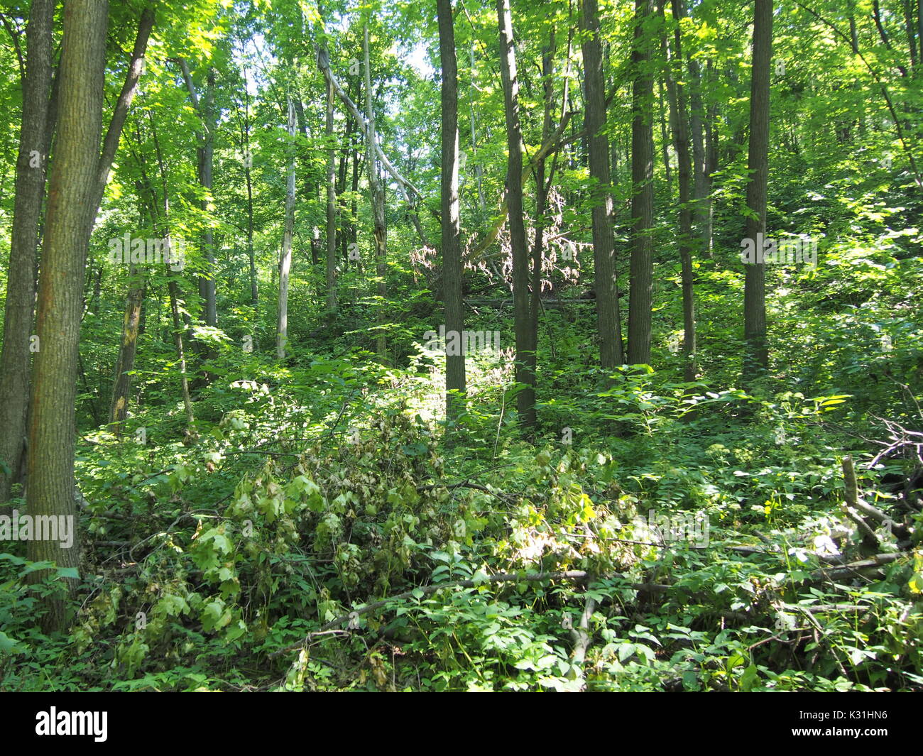 Trail in deciduous forest. Summer walk. Landscape Stock Photo - Alamy