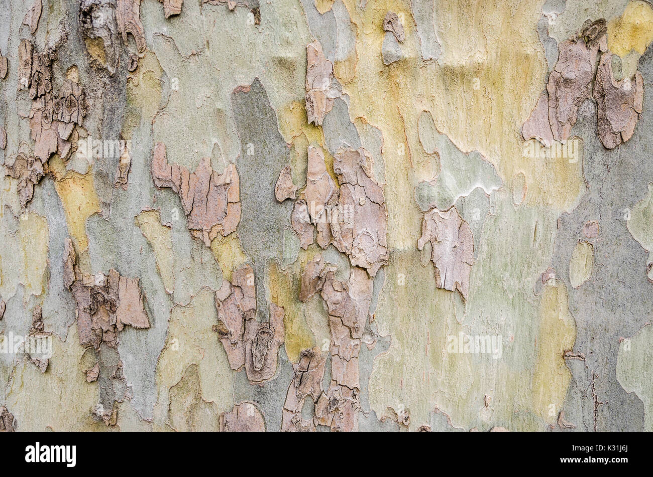 Tree trunk with amazing textures, layers, and colors will make great ...
