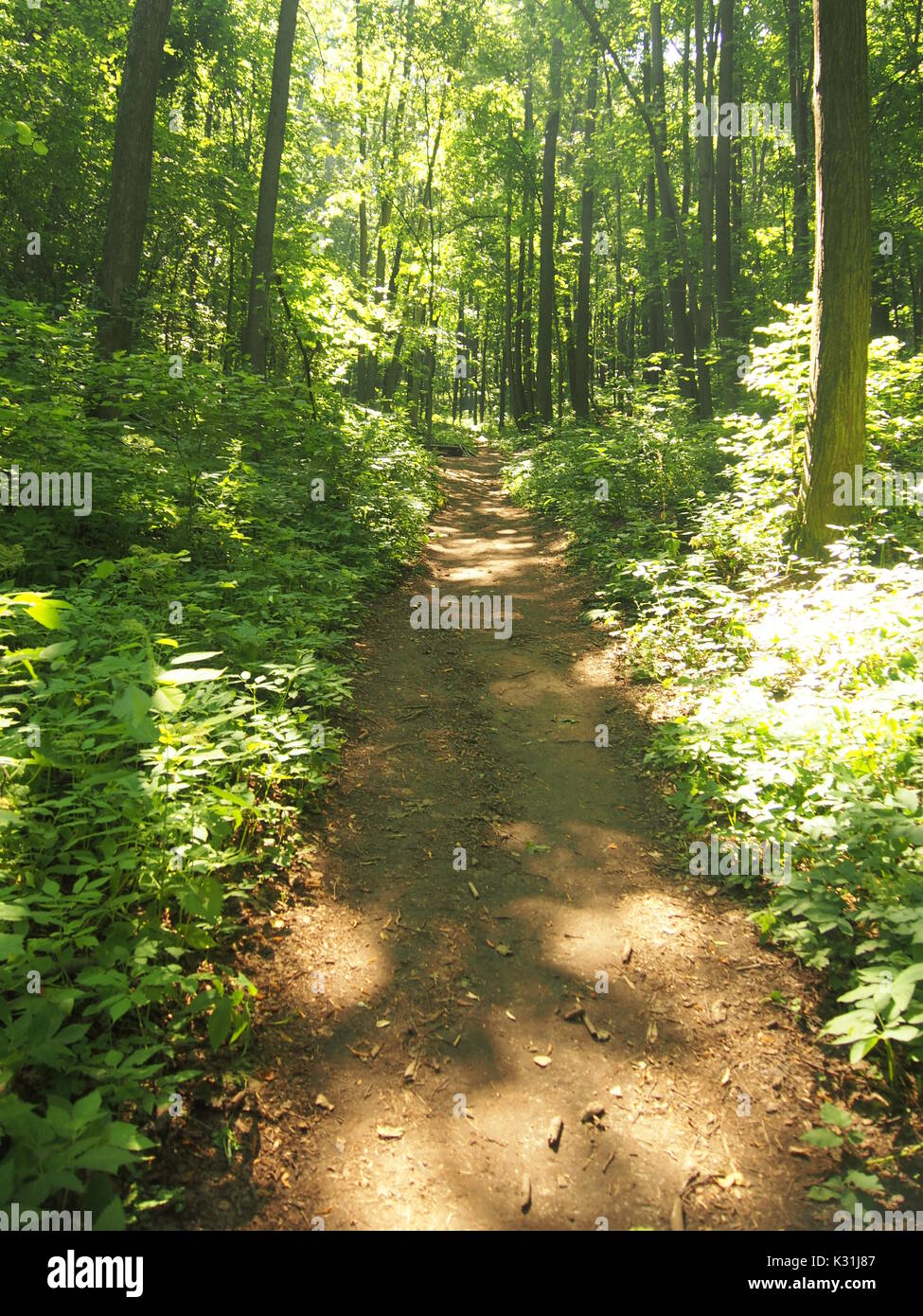 Trail in deciduous forest. Summer walk. Landscape Stock Photo - Alamy