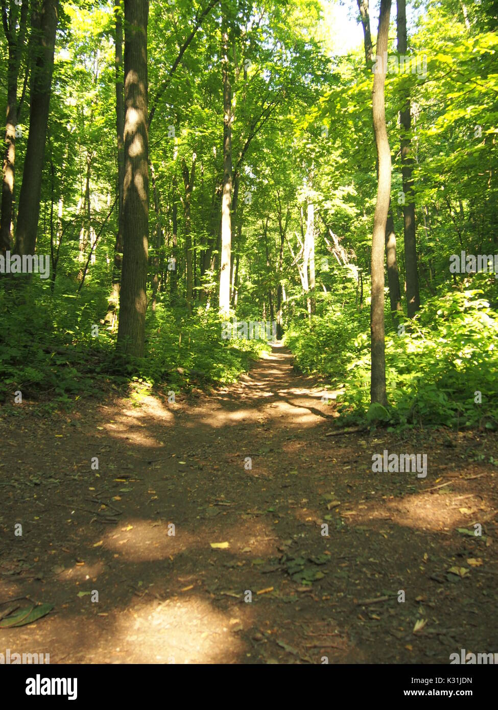 Trail in deciduous forest. Summer walk. Landscape Stock Photo - Alamy