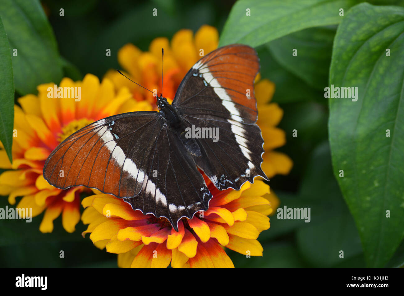 Butterfly in the garden Stock Photo - Alamy