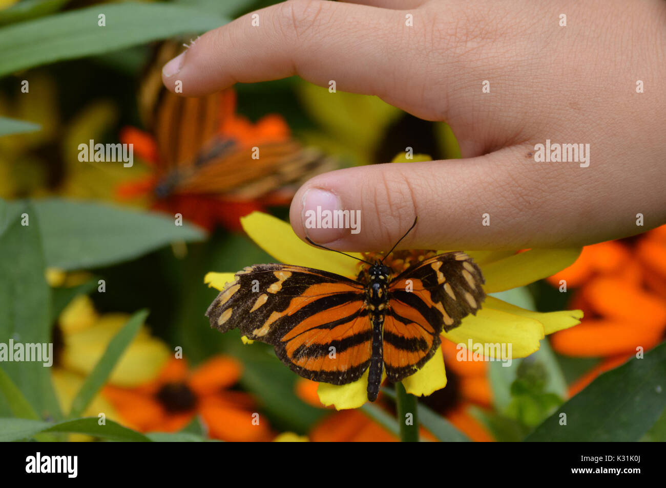 Butterfly touch hi-res stock photography and images - Alamy