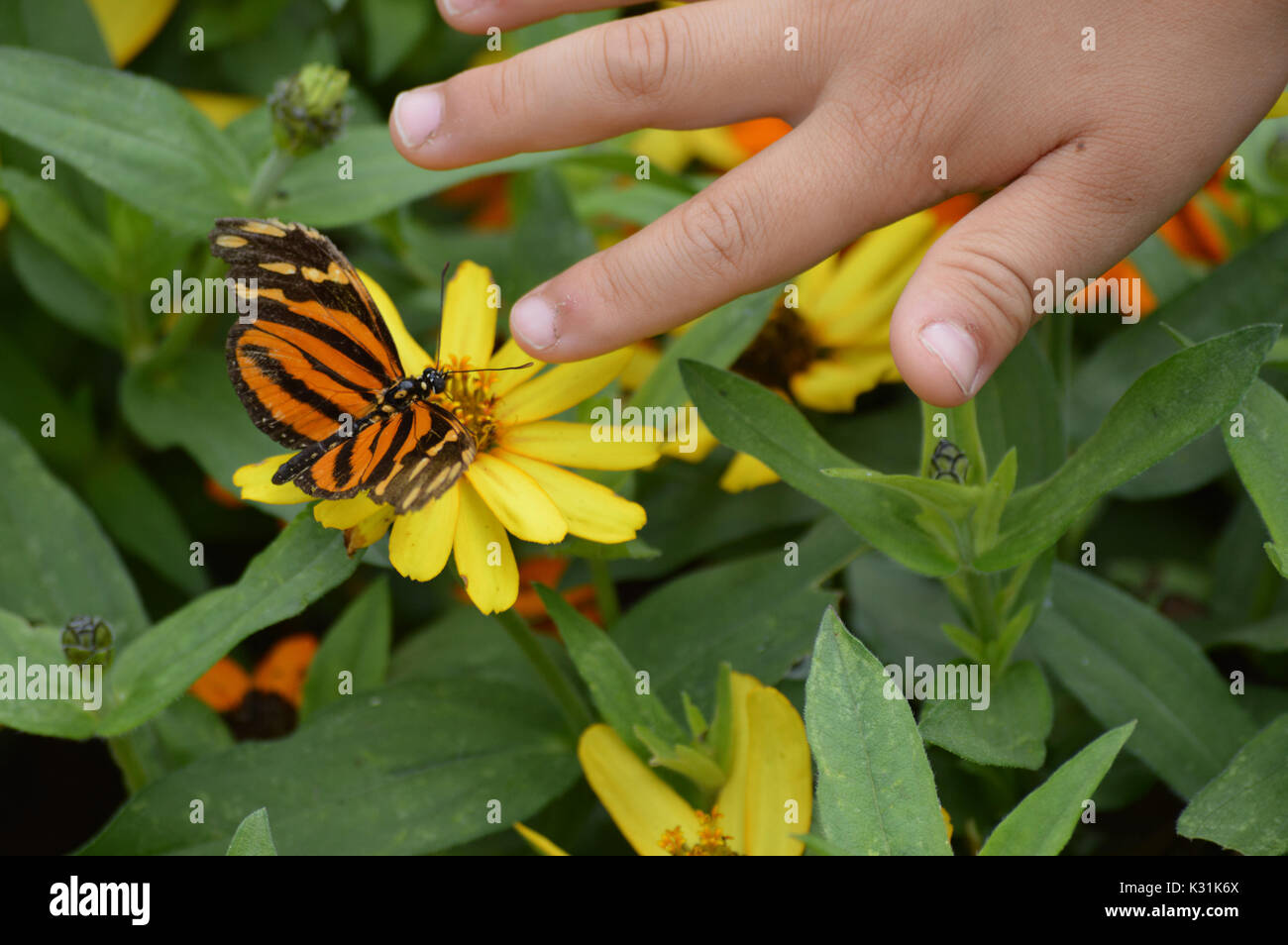 Butterfly touch hi-res stock photography and images - Alamy