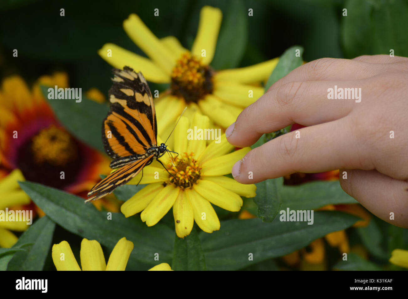 Butterfly in the garden Stock Photo - Alamy