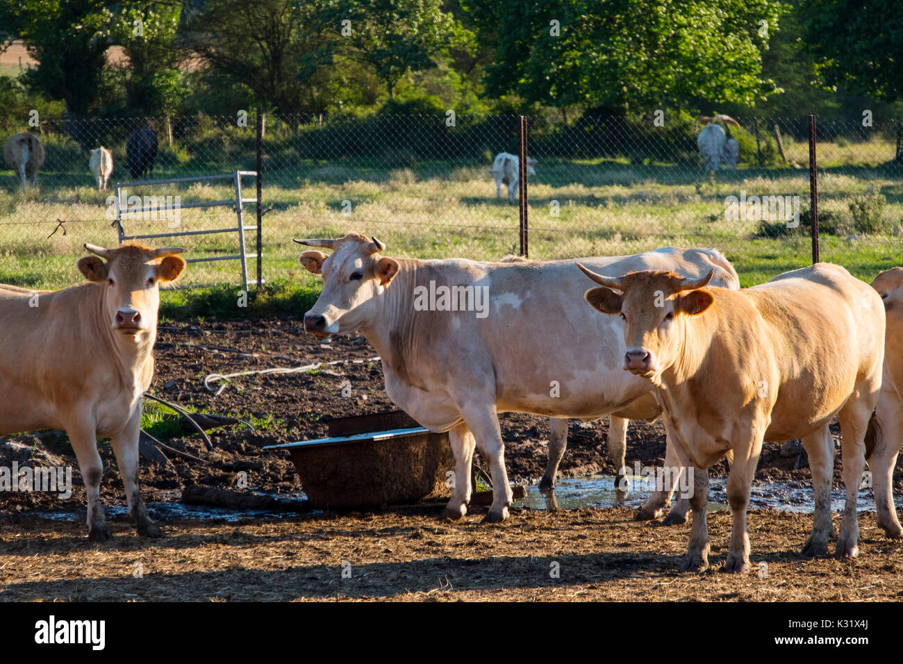 Vaca vacas ganado animal animales hi-res stock photography and images ...