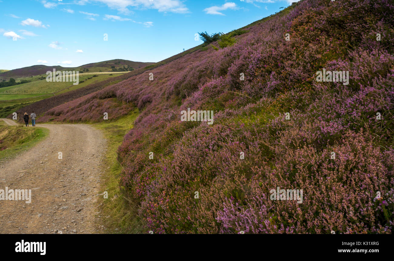 Heather scottish hi-res stock photography and images - Alamy