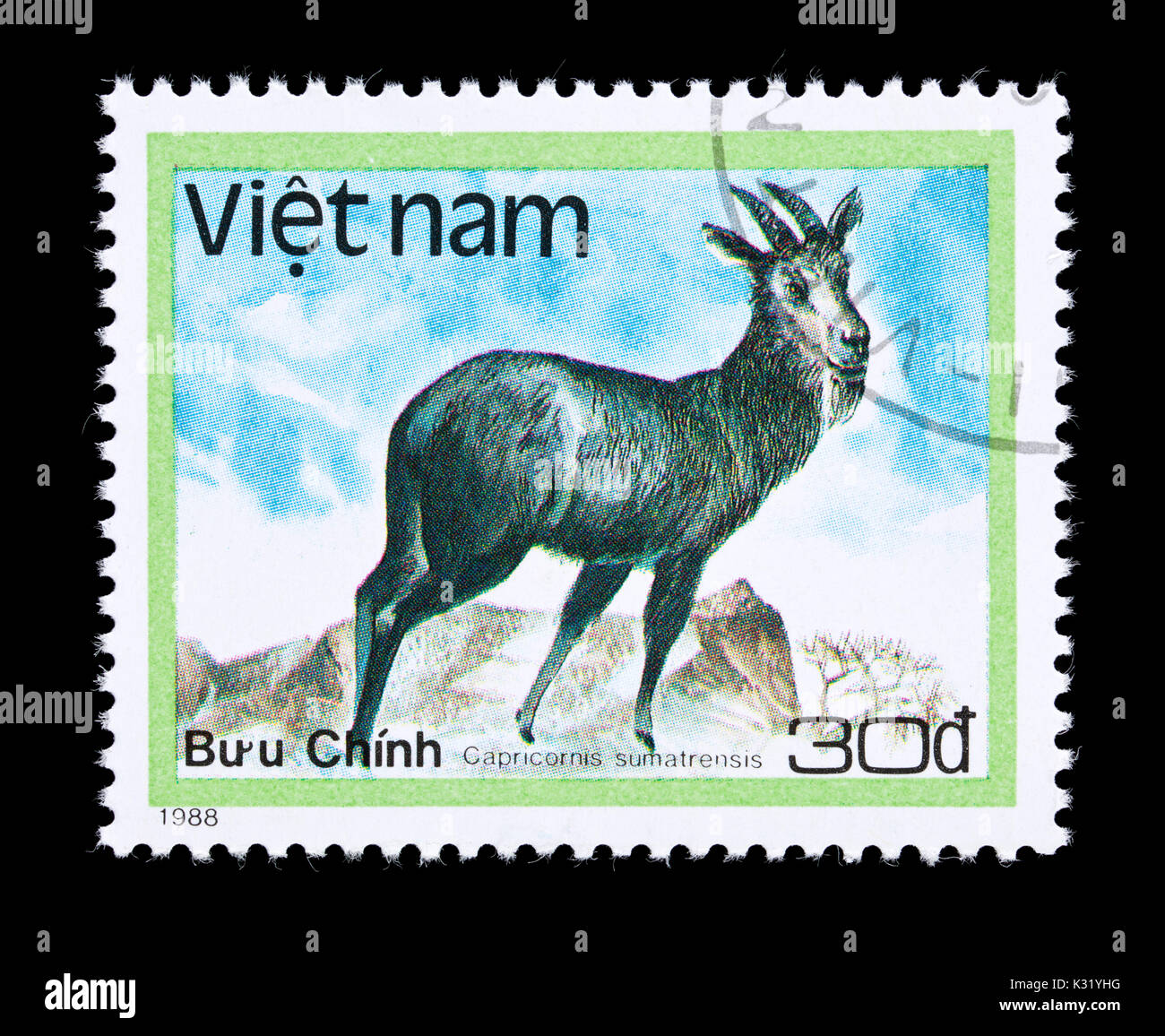 Sumatran serow hi-res stock photography and images - Alamy