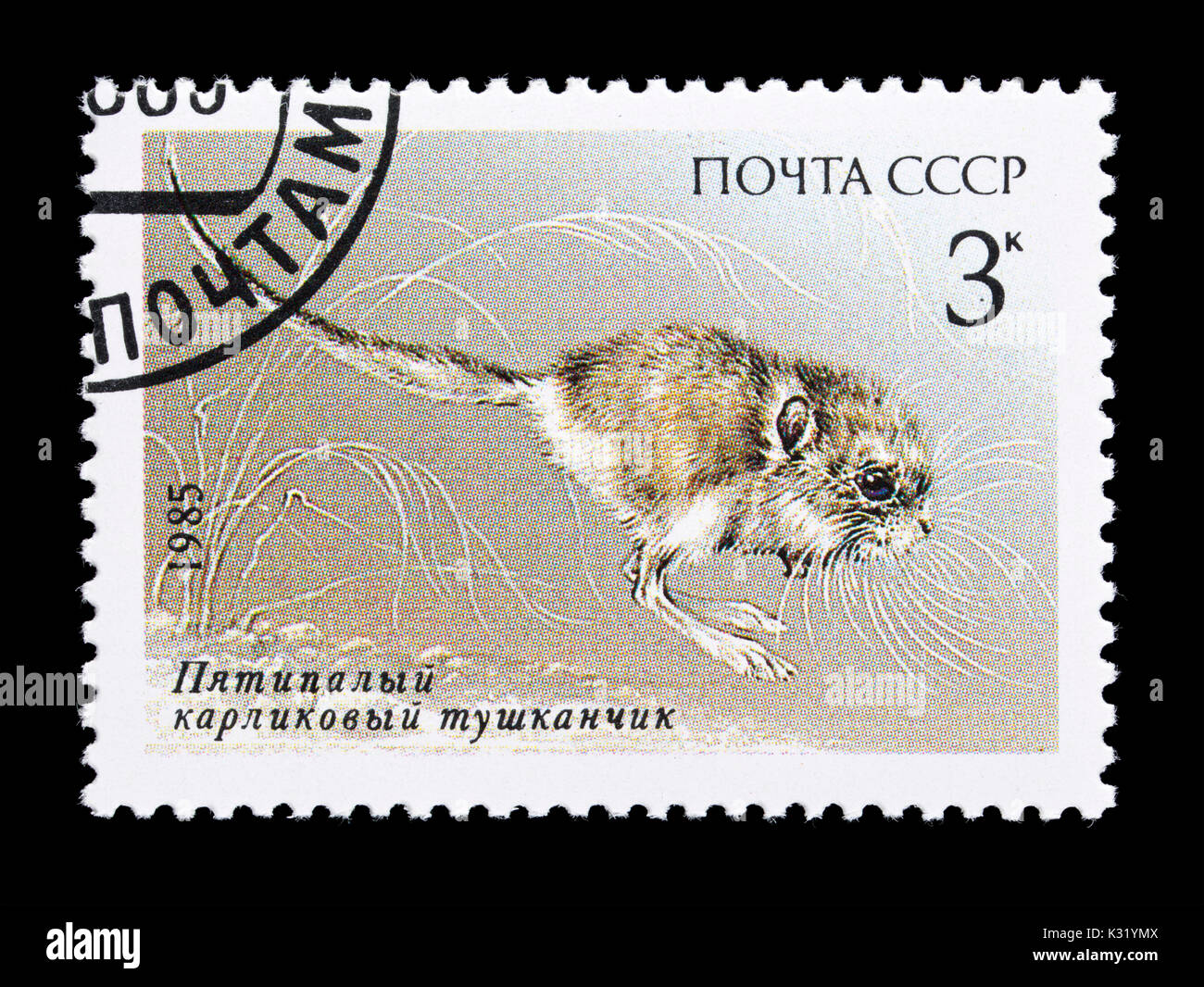 Five Toed Pygmy Jerboa