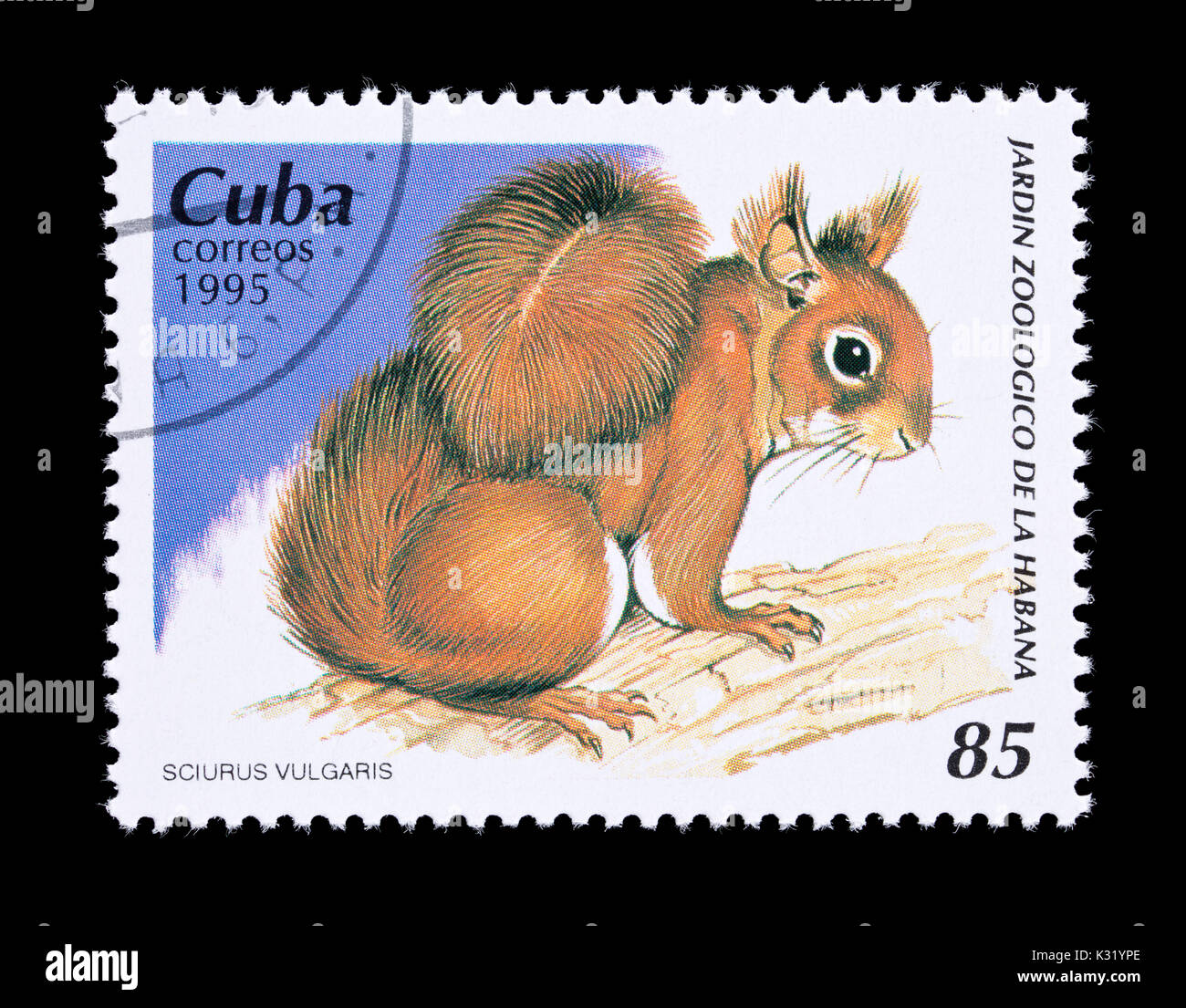 Postage stamp from Cuba depicting a red squirrel (Sciurus vulgaris ...