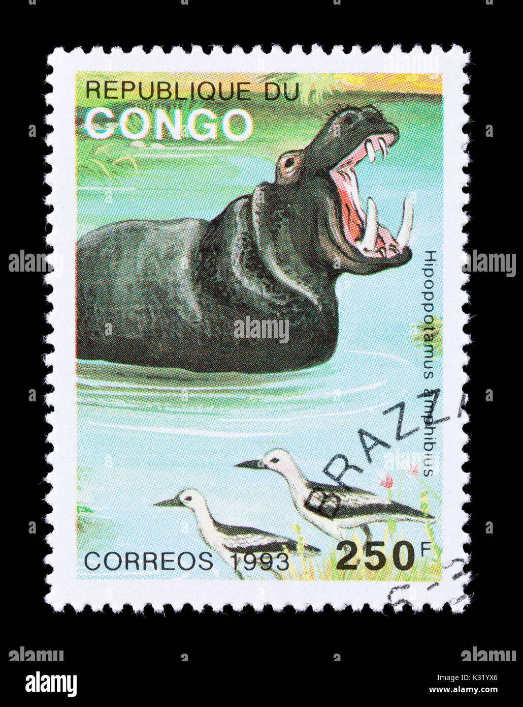 Postage stamp from the Congo depicting a hippopotamus (Hippopotamus ...