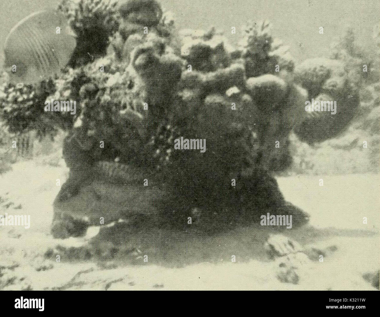 "Dahlak: with the Italian National Underwater Expedition in the Red Sea ...