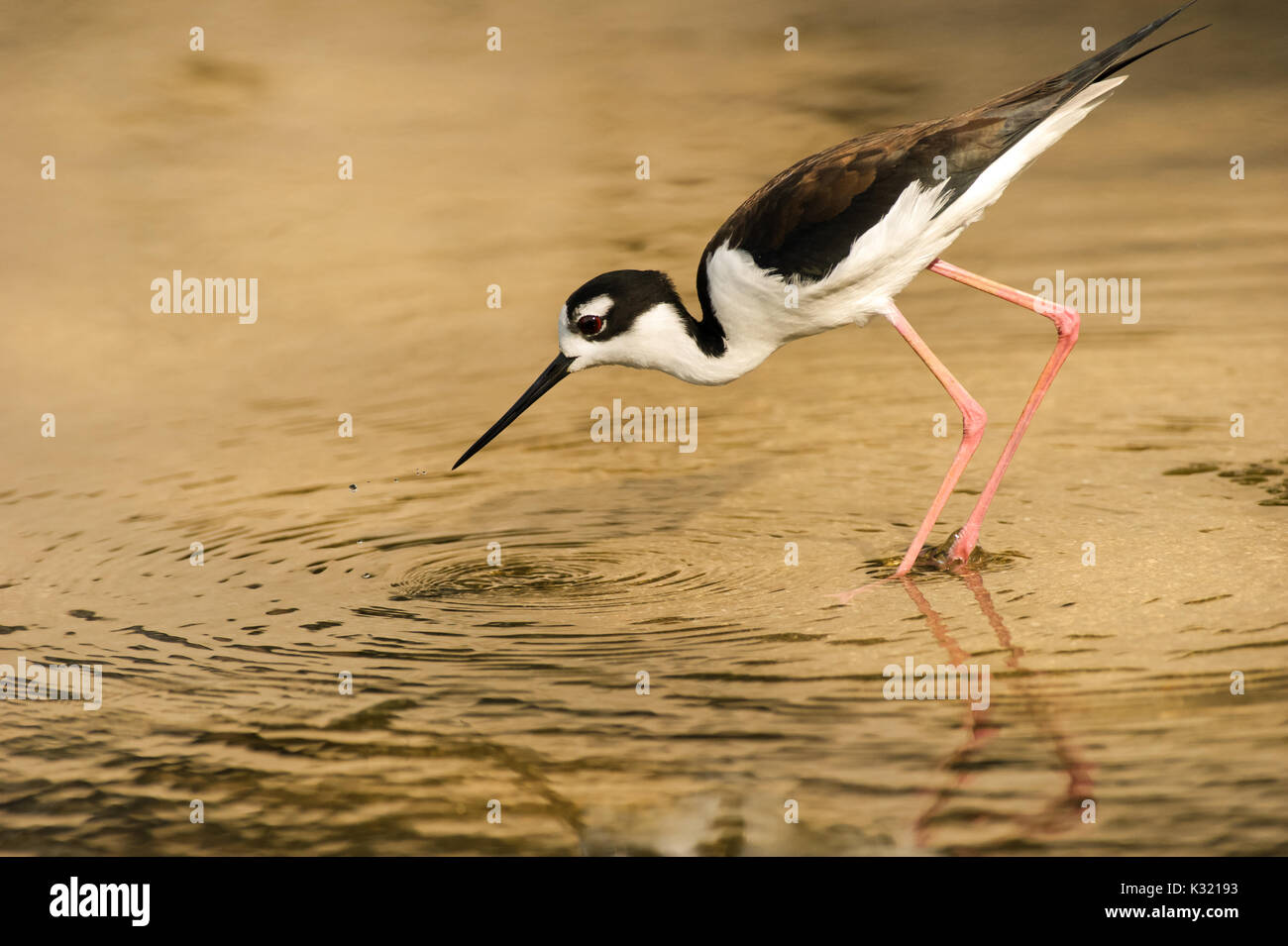 Sandpiper bird is a beautiful sandpiper dipping it's beak and making ...