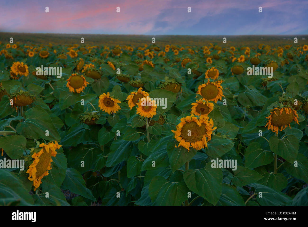 Seedless sunflower hi-res stock photography and images - Alamy