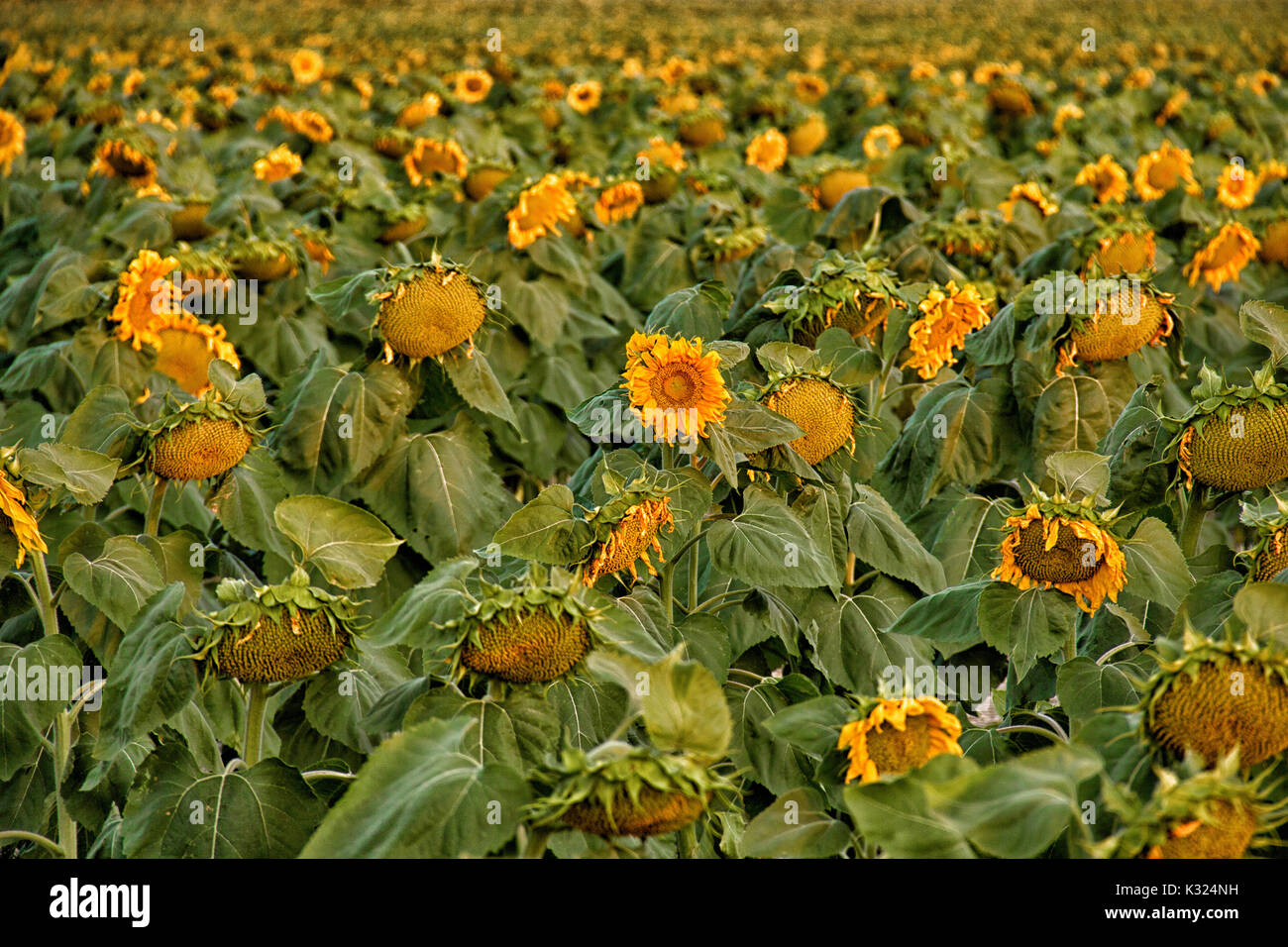 Seedless sunflower hi-res stock photography and images - Alamy