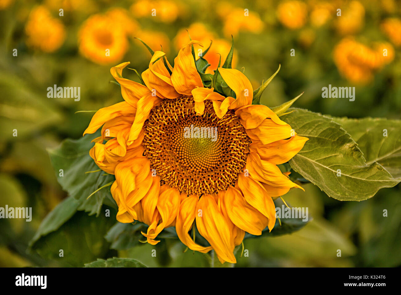 Seedless sunflower hi-res stock photography and images - Alamy
